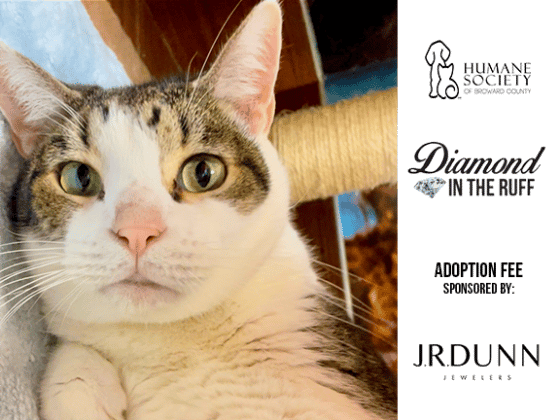 Diamond in the Ruff: Mr. Fluff Fatcakes - Humane Society of Broward County