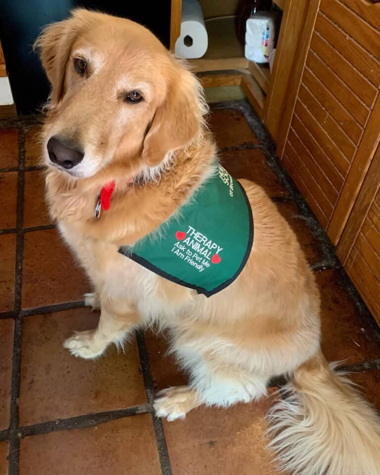 Education Dogs - Humane Society of Broward County