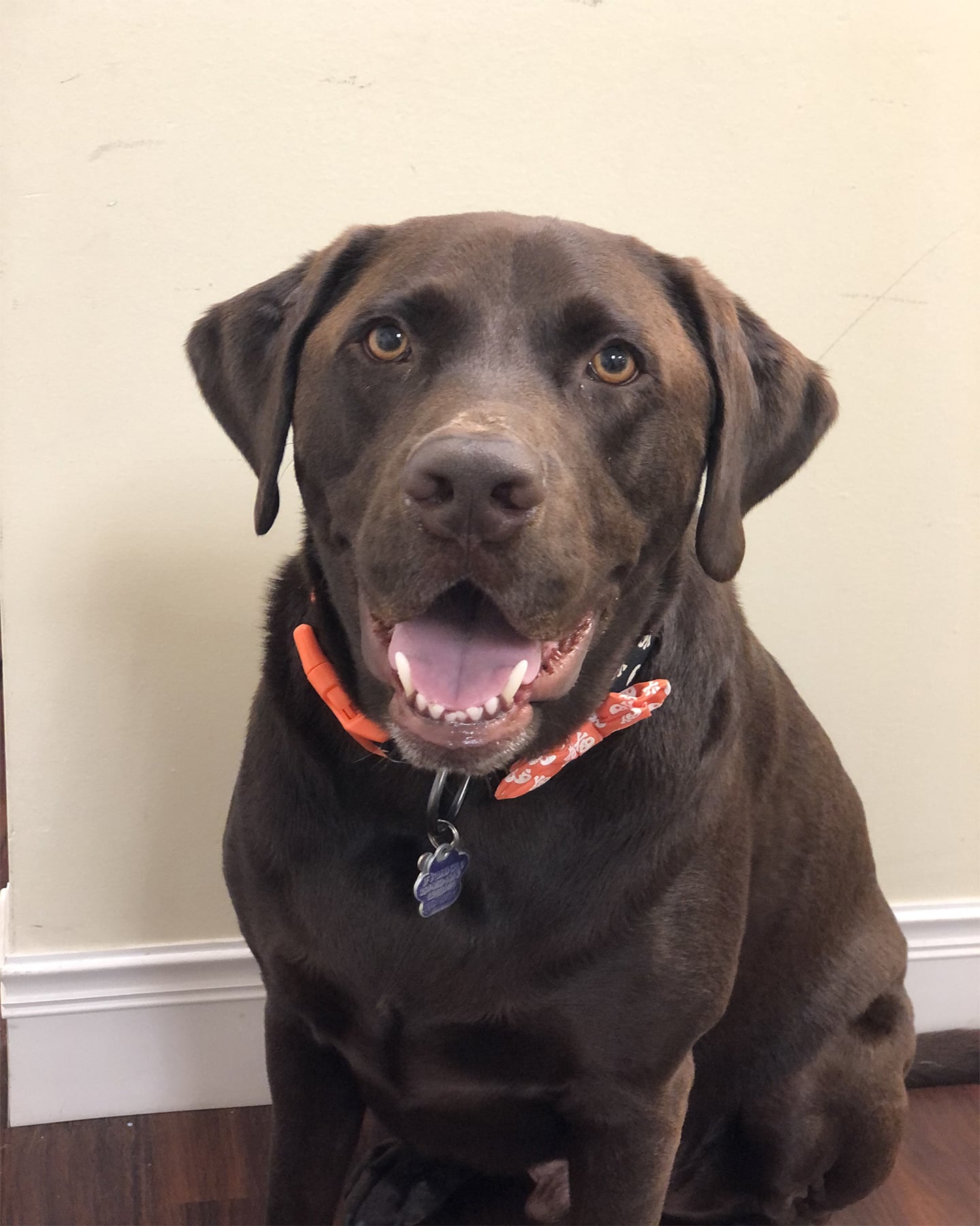 Education Dogs - Humane Society of Broward County