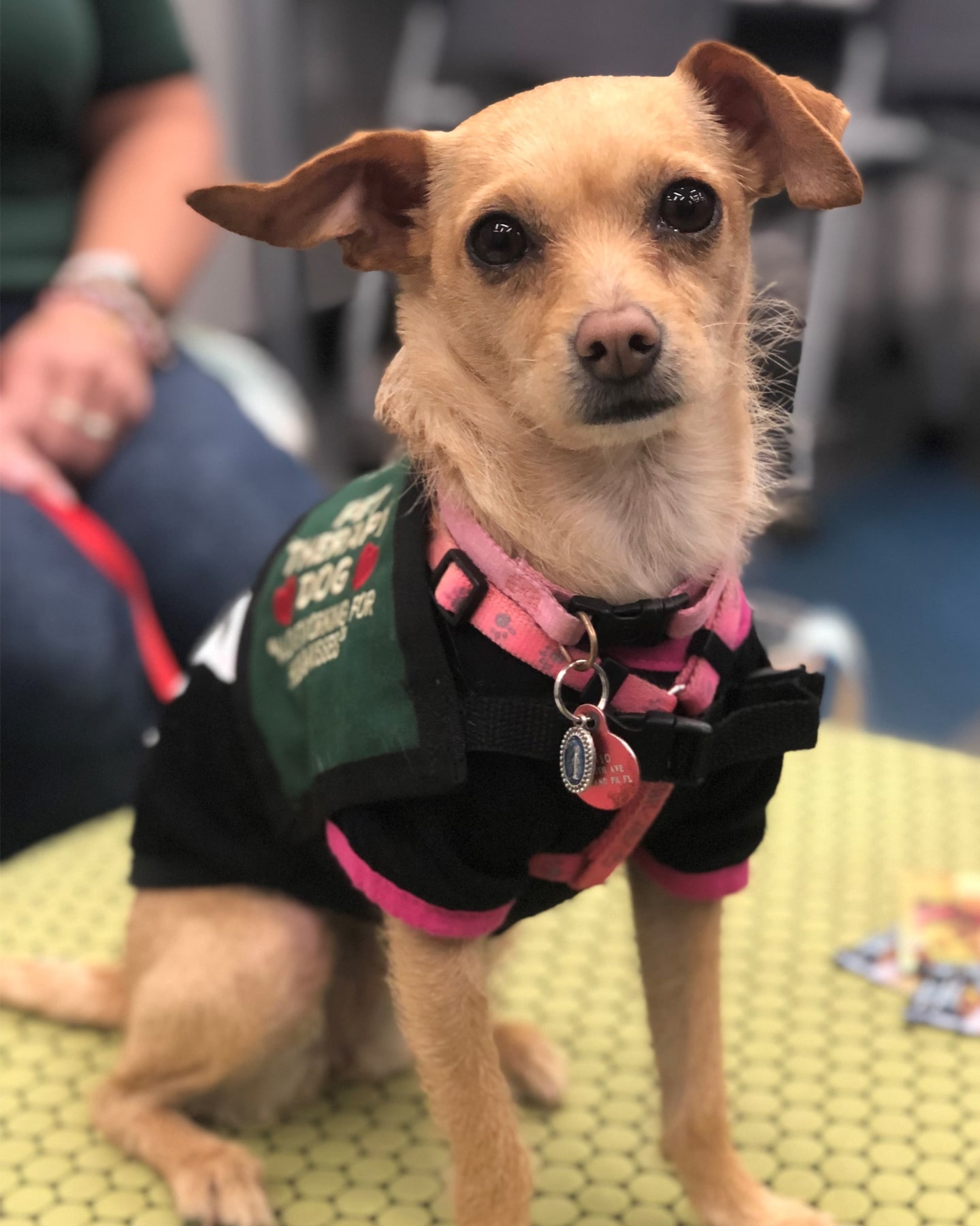 Education Dogs - Humane Society of Broward County