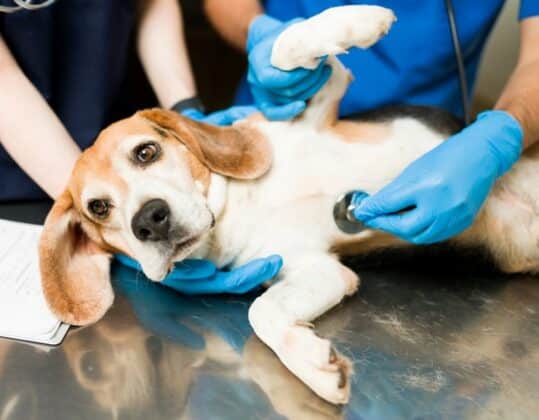 Animal Poison Prevention - Humane Society of Broward County