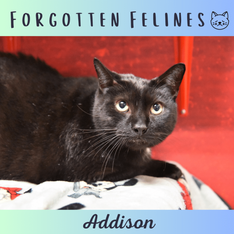 Forgotten Felines - Humane Society of Broward County