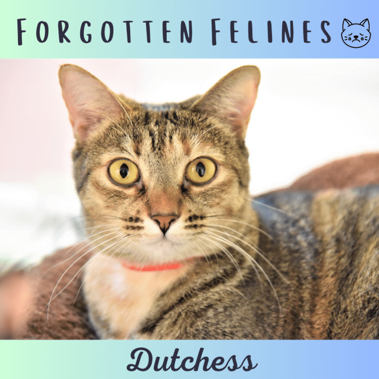 Forgotten Felines - Humane Society of Broward County