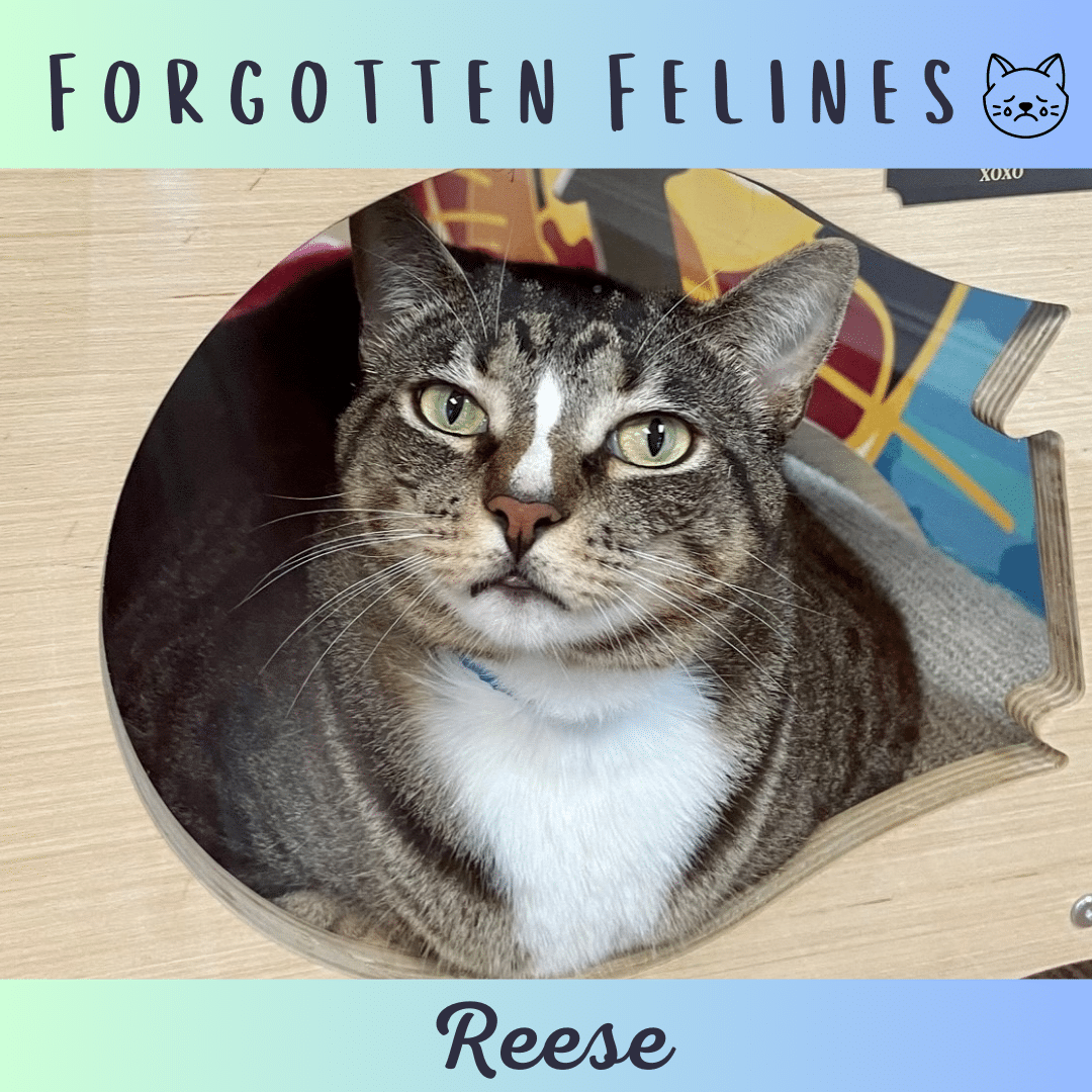 Forgotten Felines - Humane Society of Broward County