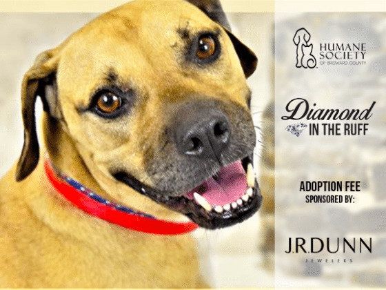 Diamond In The Ruff Missy Humane Society Of Broward County 9045