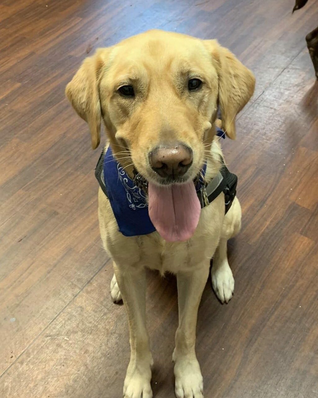 Education Dogs - Humane Society of Broward County