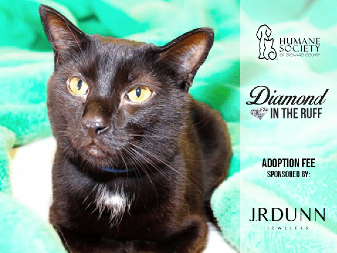 Diamond in the Ruff: Raven - Humane Society of Broward County
