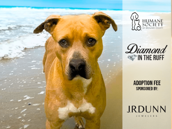 Diamond in the Ruff: Stabler - Humane Society of Broward County