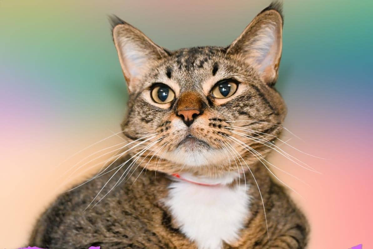 Diamond in the Ruff - Humane Society of Broward County