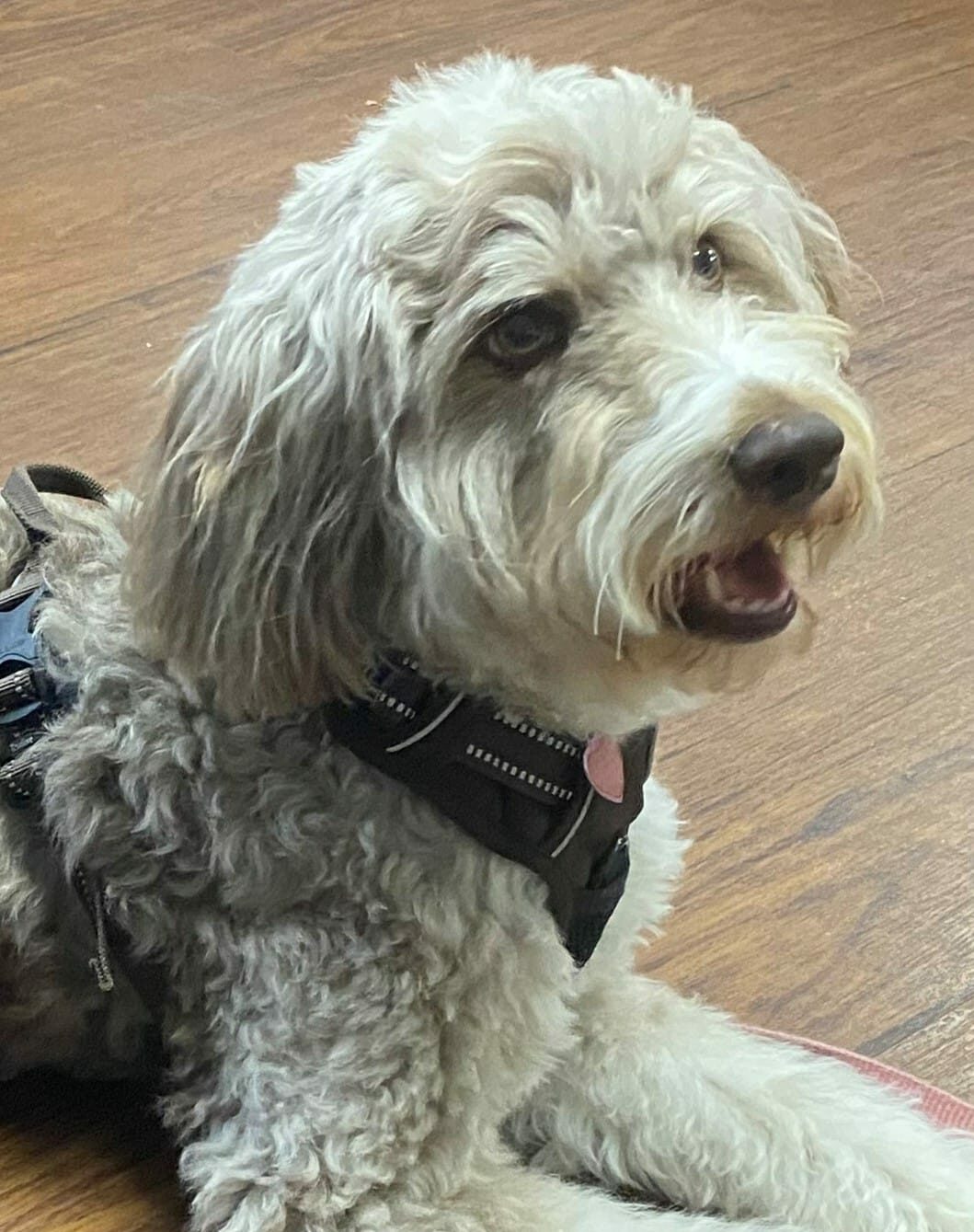 Education Dogs - Humane Society of Broward County