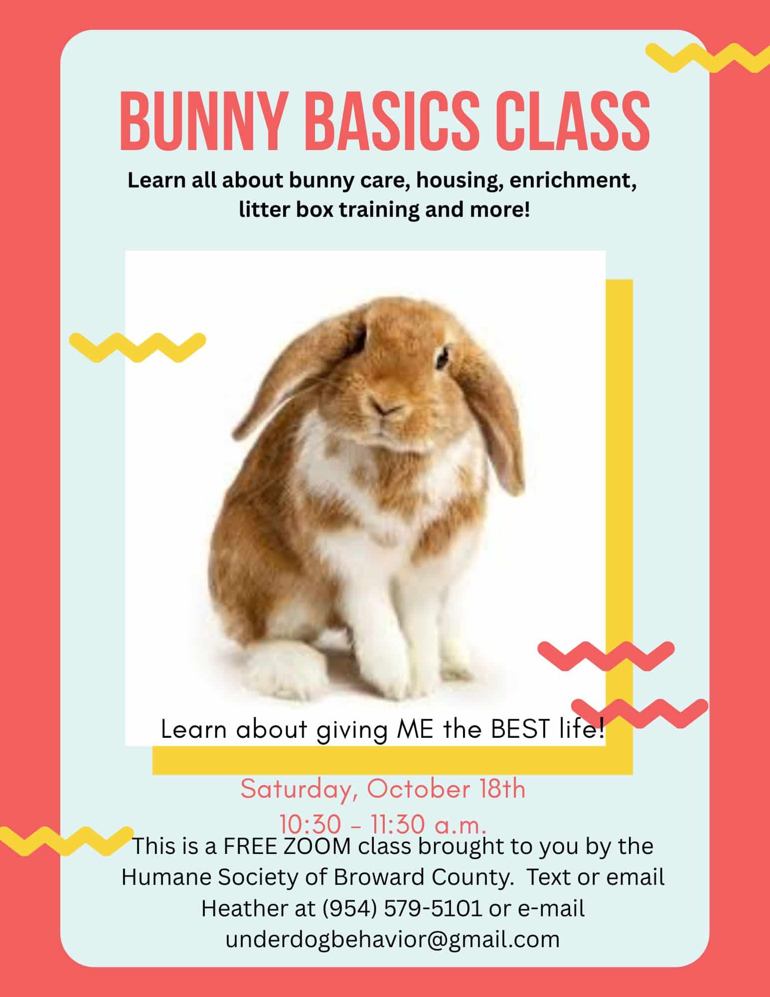 Bunny Basics Class - Online - Humane Society of Broward County
